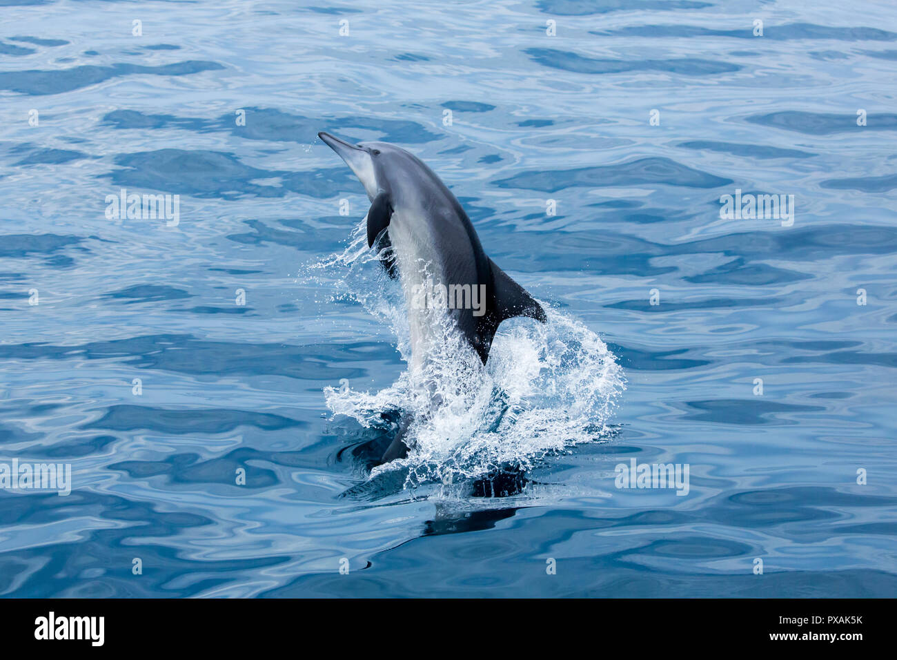 Spinner Dolphin (Stenella longirostris) jumping off the east coast of ...