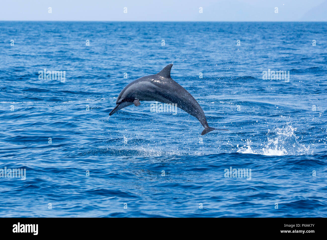 Spinner Dolphin (Stenella longirostris) jumping off the east coast of ...