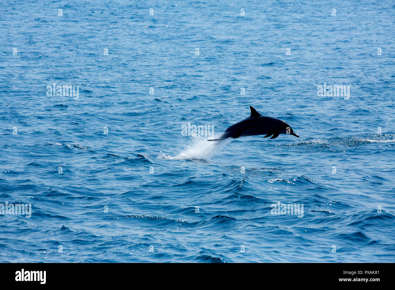 Spinner Dolphin (Stenella longirostris) jumping off the east coast of ...