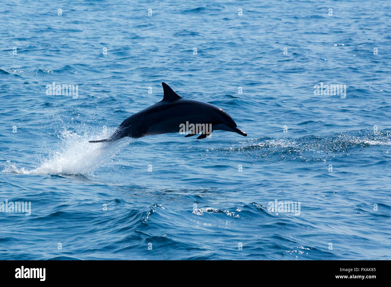 Spinner Dolphin (Stenella longirostris) jumping off the east coast of ...