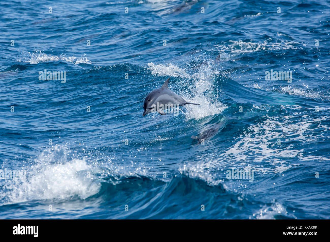 Spinner Dolphin (Stenella longirostris) jumping off the east coast of ...