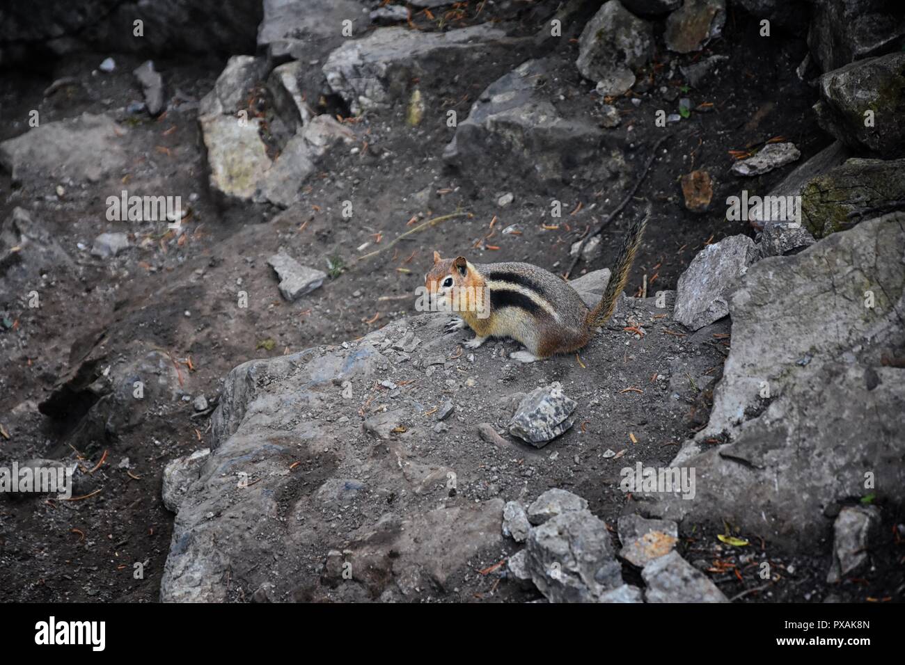 Western Chipmunk, (related Tamias, Striatus, Sibiricus) small striped ...