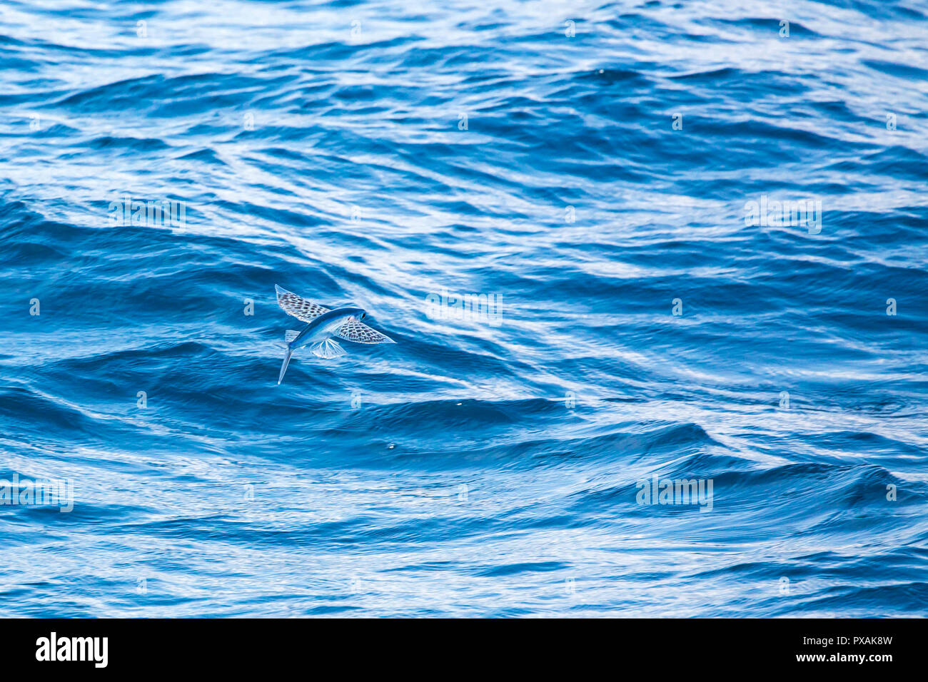 Flying Fish in the tropical waters of Taiwan, off Hualien, in the ...