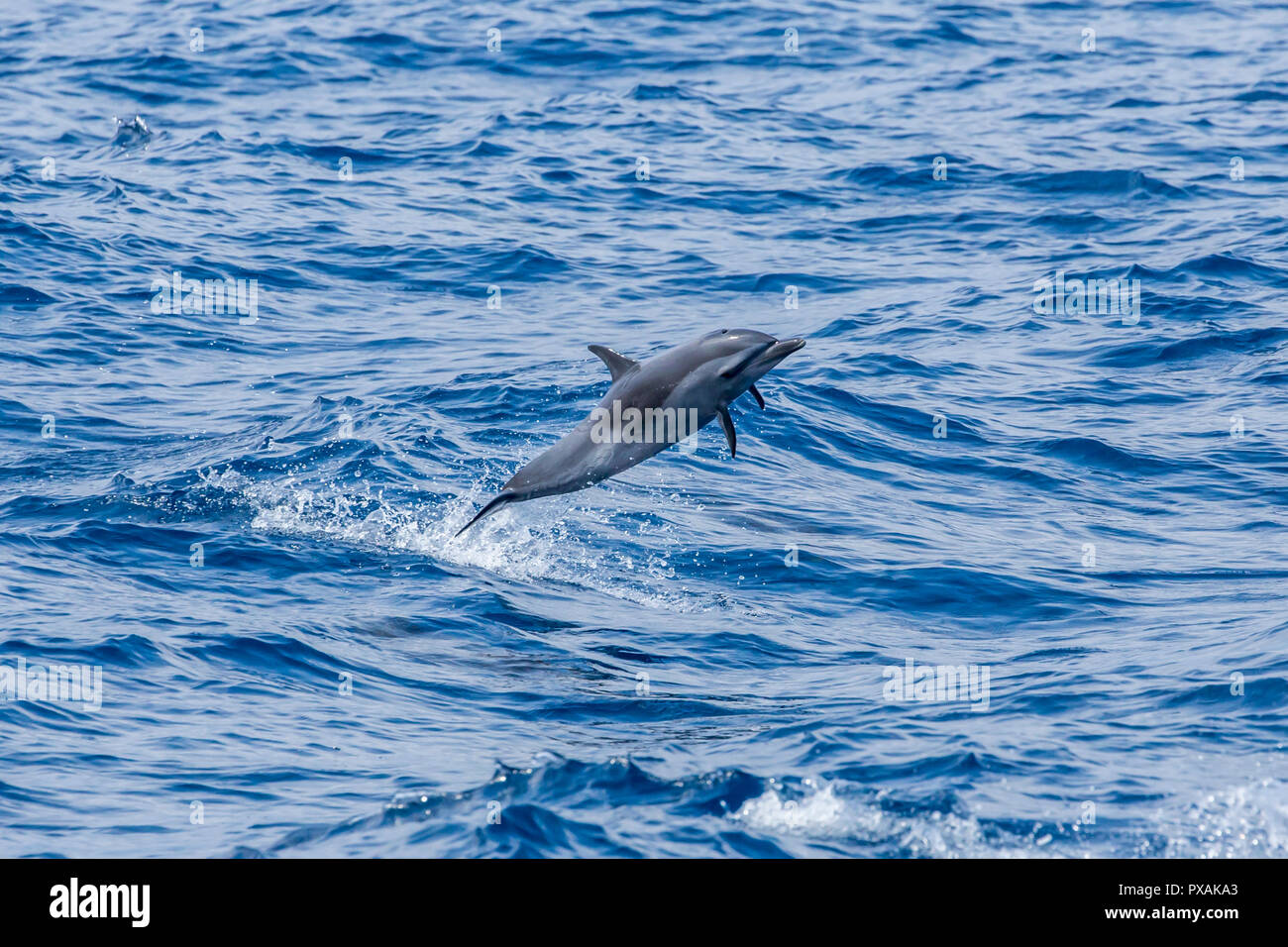 Pantropical Spotted Dolphin (Stenella attenuata) jumping off the east ...