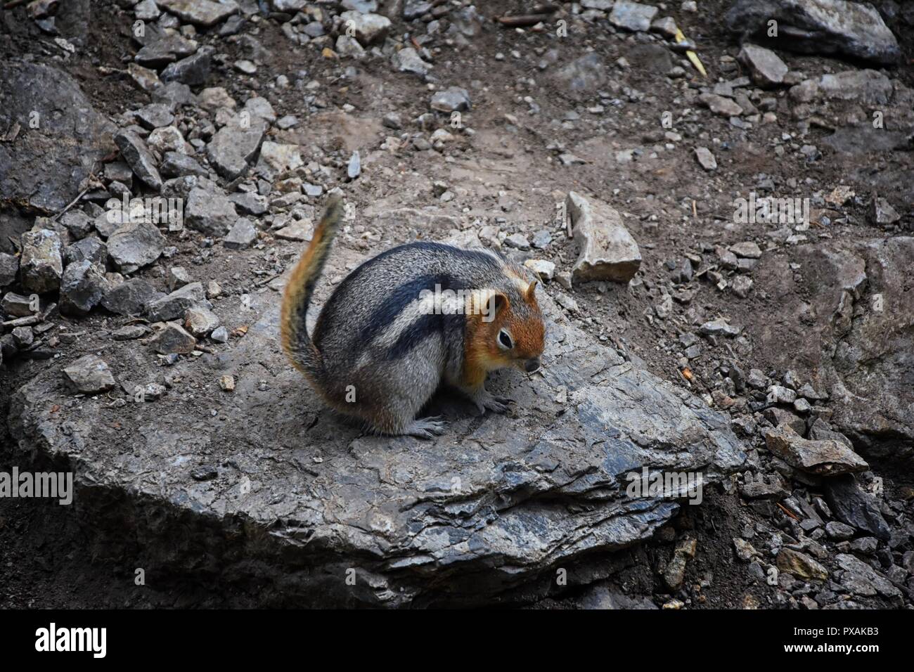 Western Chipmunk, (related Tamias, Striatus, Sibiricus) small striped ...