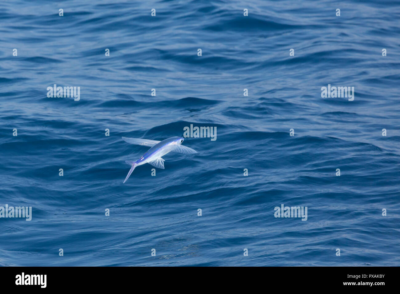 Flying Fish in the tropical waters of Taiwan, off Hualien, in the ...