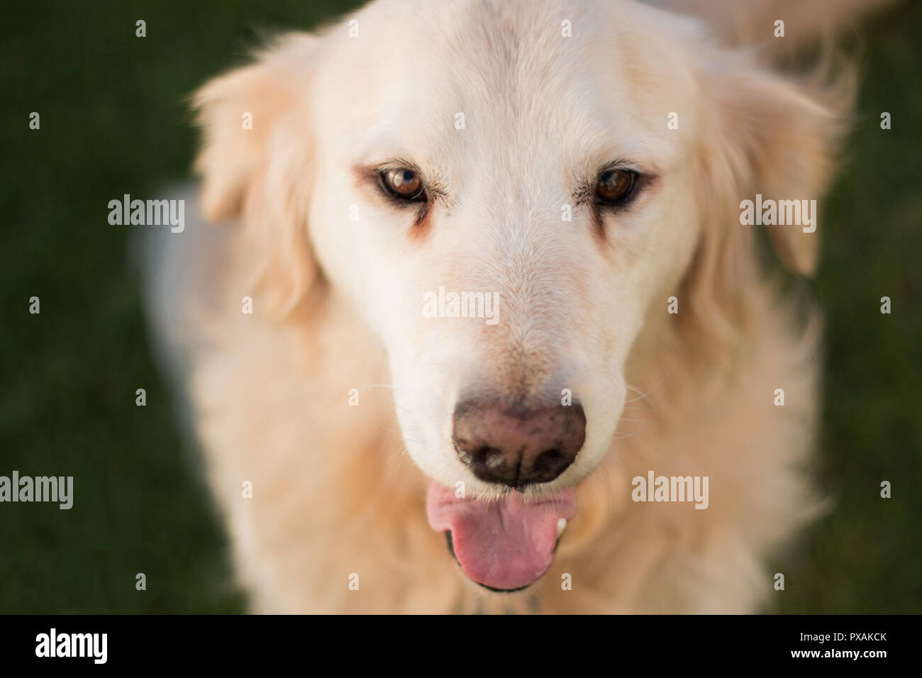 Golden retriever dog face tongue hi-res stock photography and images ...