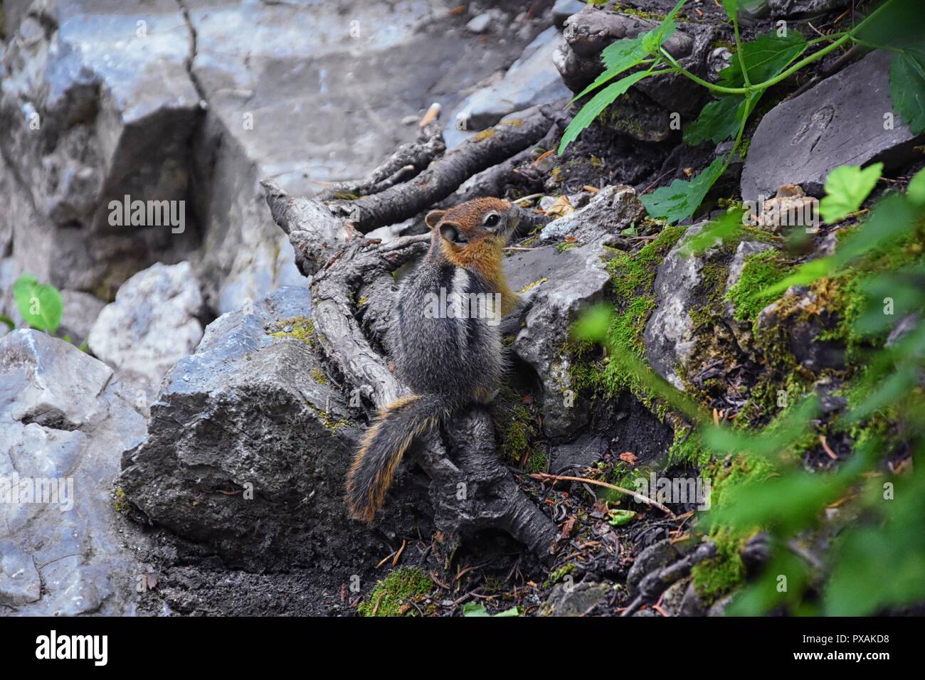 Western Chipmunk, (related Tamias, Striatus, Sibiricus) small striped ...