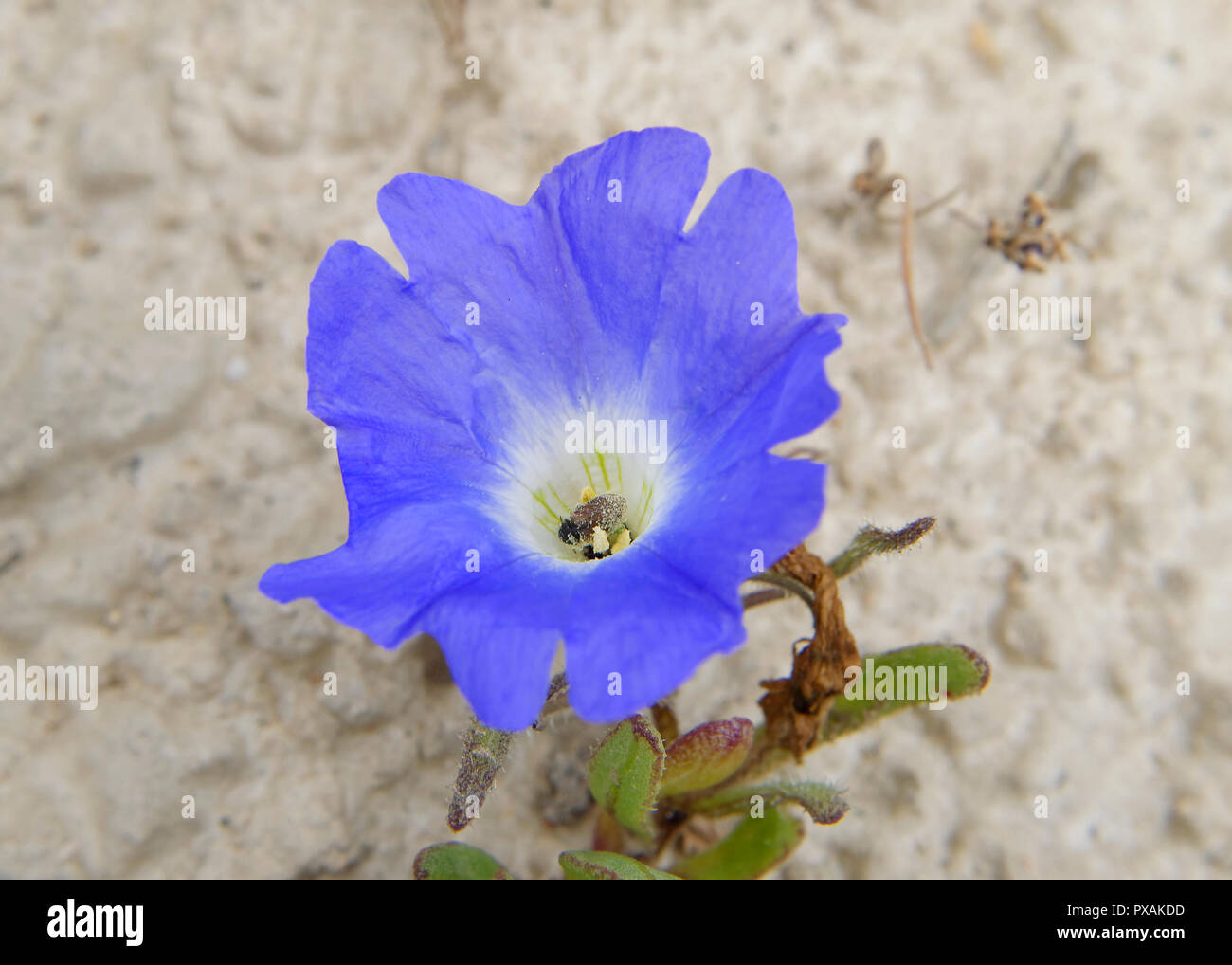 Lonely flower hi-res stock photography and images - Alamy