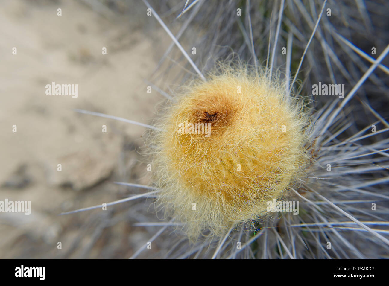 Cocoon of flower hi-res stock photography and images - Alamy