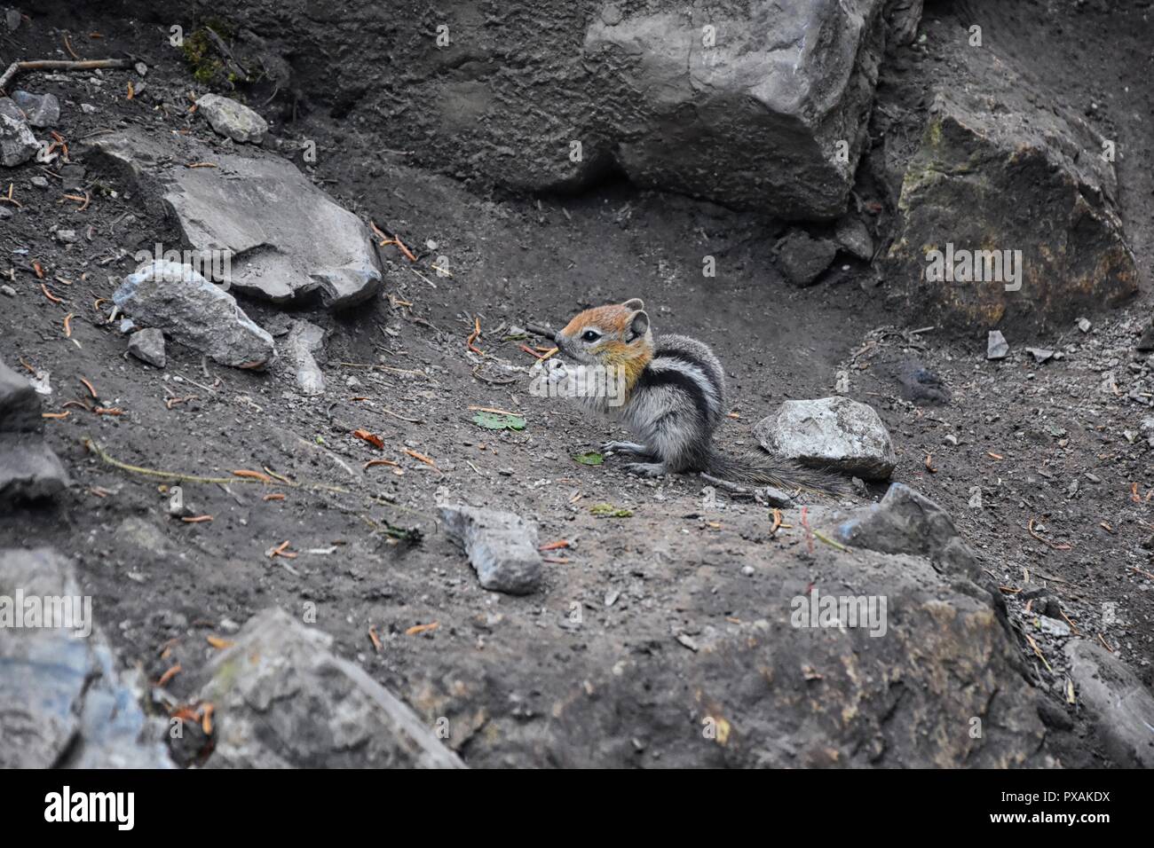 Western Chipmunk, (related Tamias, Striatus, Sibiricus) small striped ...