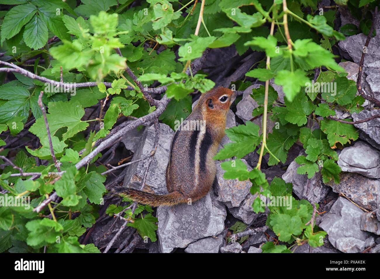 Western Chipmunk, (related Tamias, Striatus, Sibiricus) small striped ...