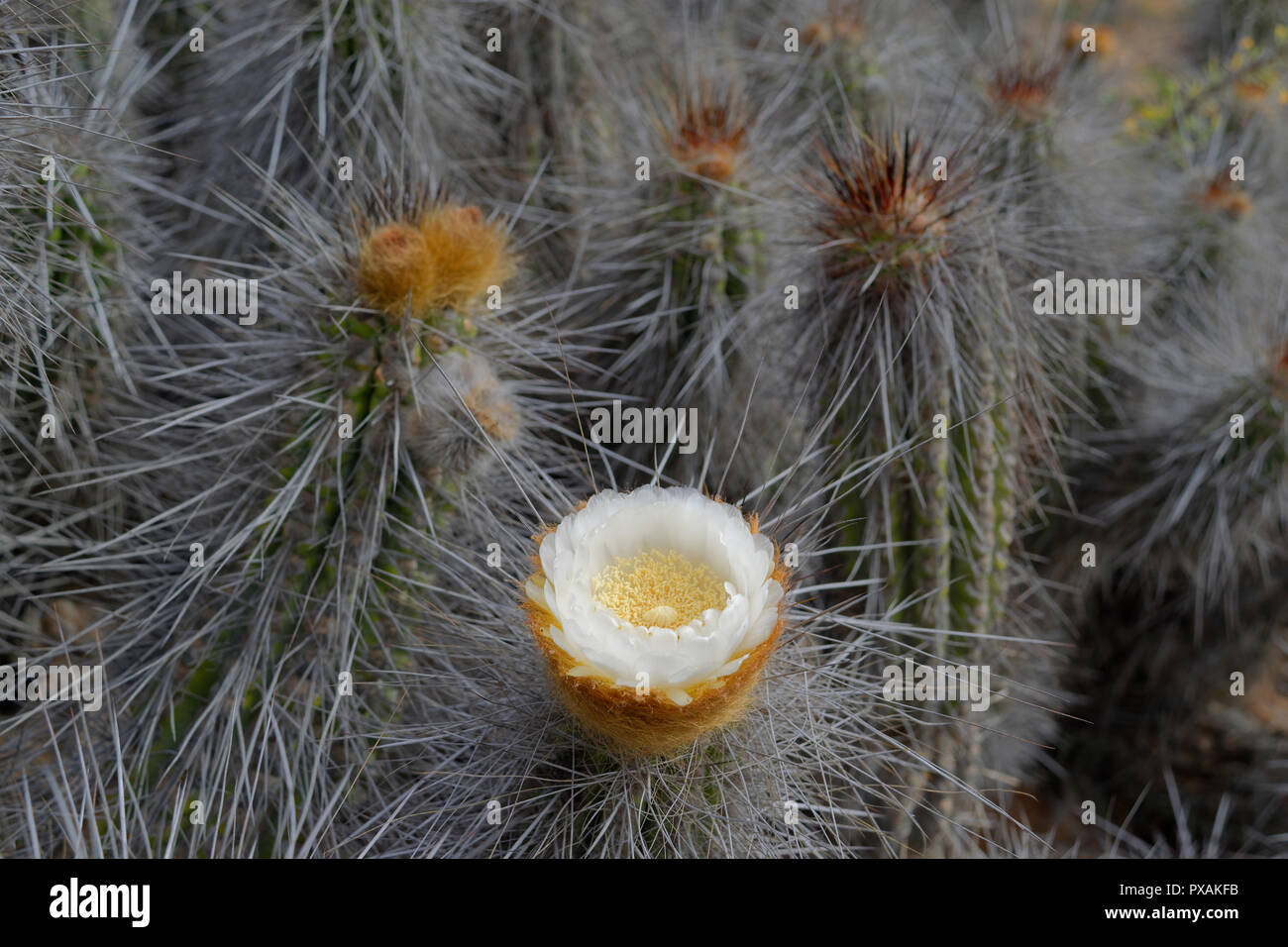 Flowering cactus, spring in the Atacama desert Stock Photo - Alamy