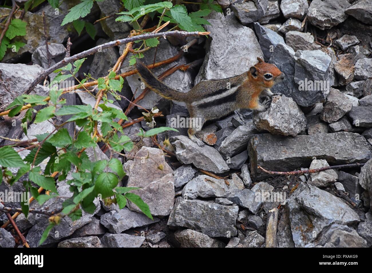 Western Chipmunk, (related Tamias, Striatus, Sibiricus) small striped ...