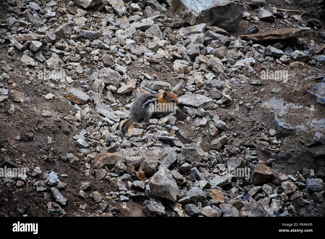 Western Chipmunk, (related Tamias, Striatus, Sibiricus) small striped ...