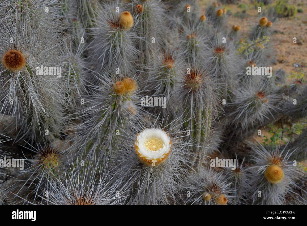 Flowering cactus, spring in the Atacama desert Stock Photo - Alamy