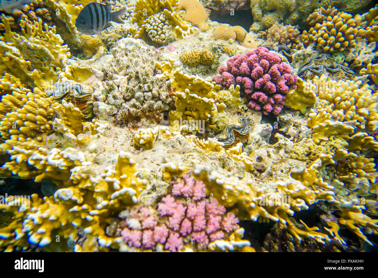 coral reef of the red sea Stock Photo - Alamy