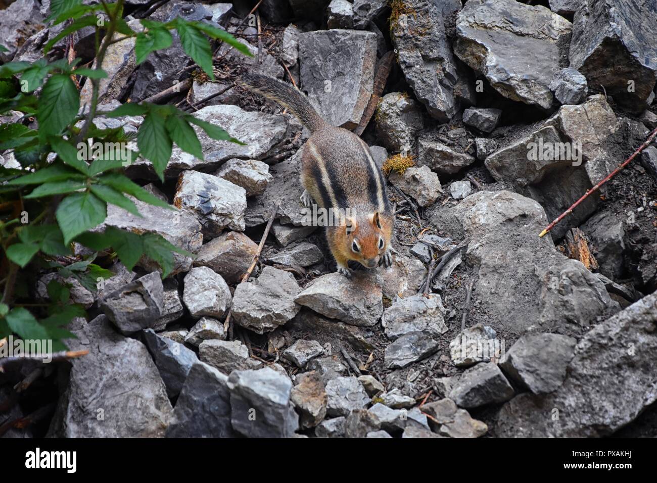 Western Chipmunk, (related Tamias, Striatus, Sibiricus) small striped ...