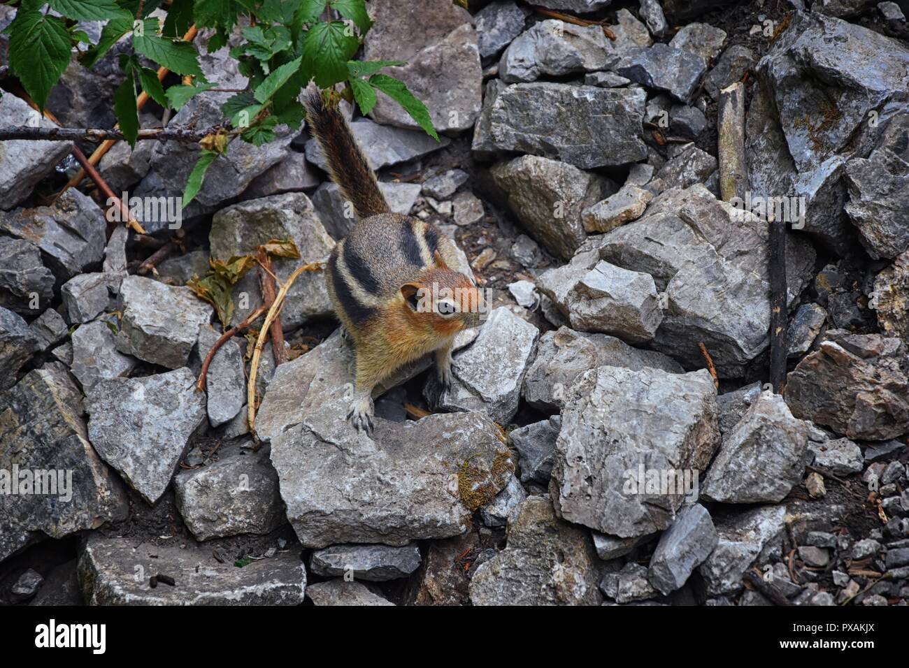 Western Chipmunk, (related Tamias, Striatus, Sibiricus) small striped ...