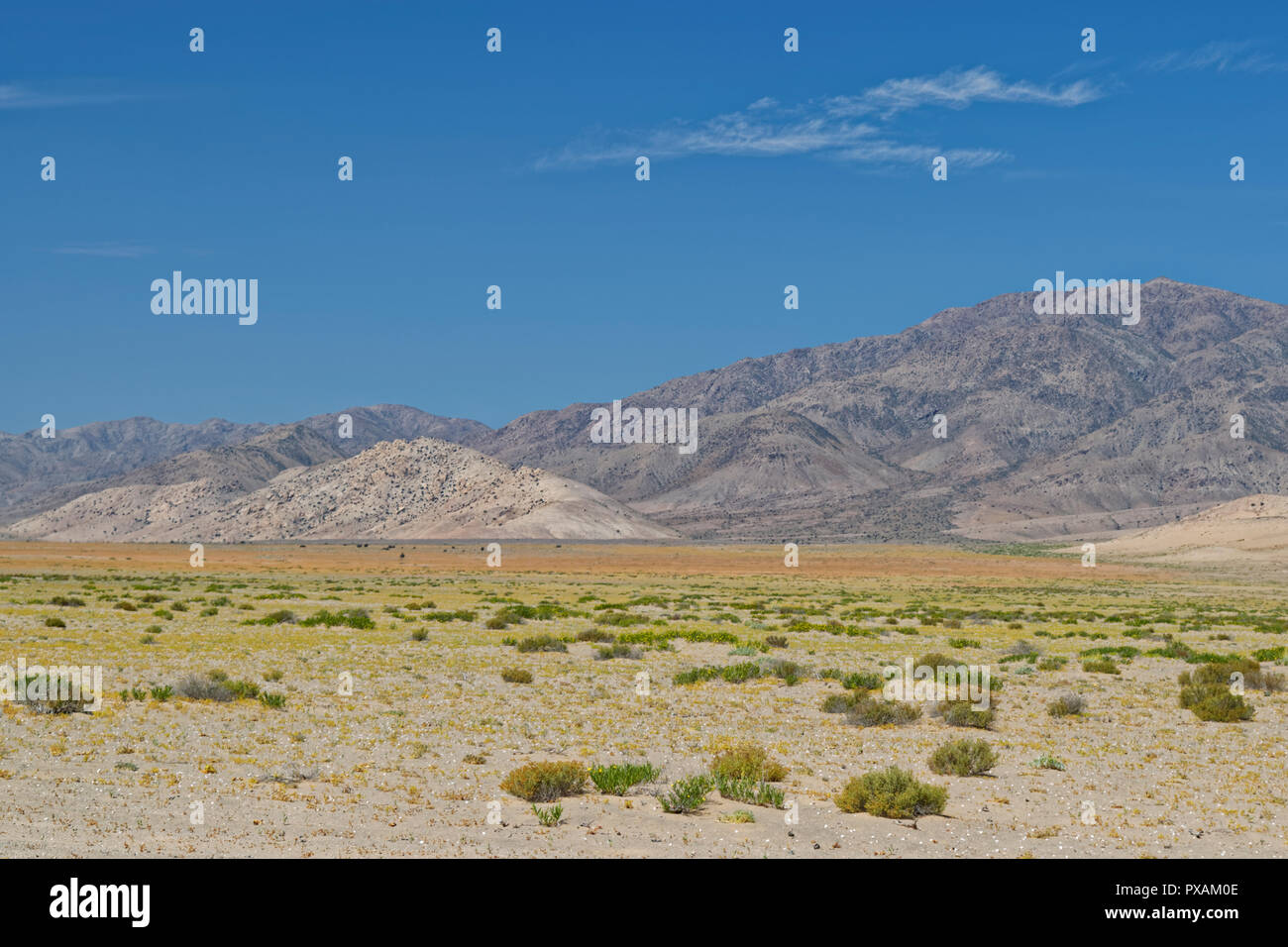 spring landscape covered with flowers in the driest desert on the ...