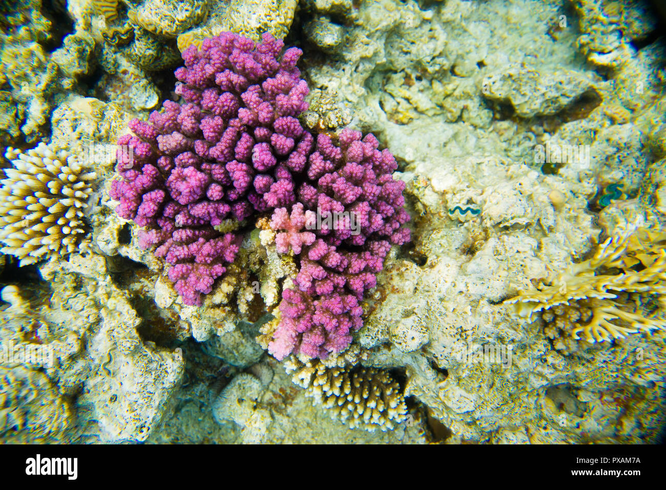 coral reef of the red sea Stock Photo - Alamy