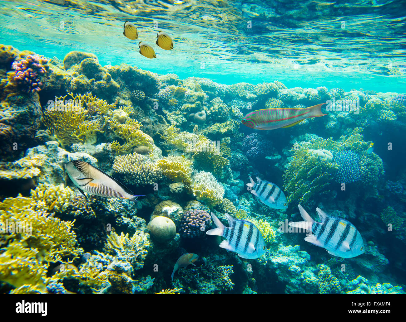 coral reef with fish of the red sea Stock Photo - Alamy