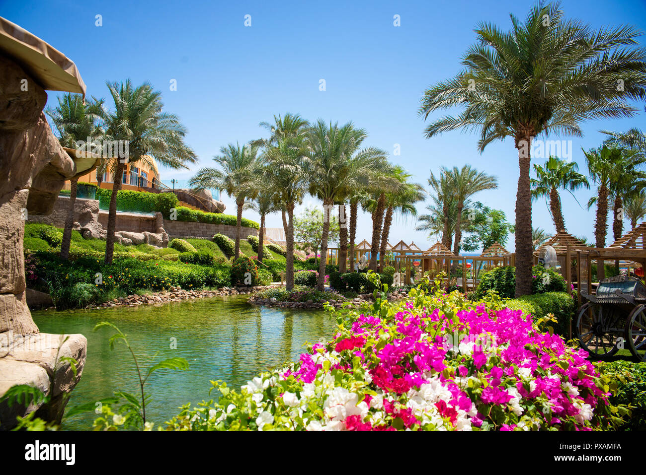 beautiful park with flowers and palm trees Stock Photo - Alamy