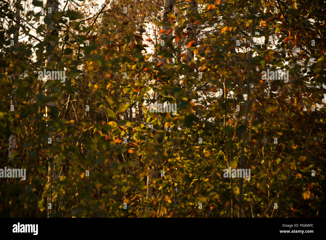 Plants are mainly multicellular, predominantly photosynthetic ...