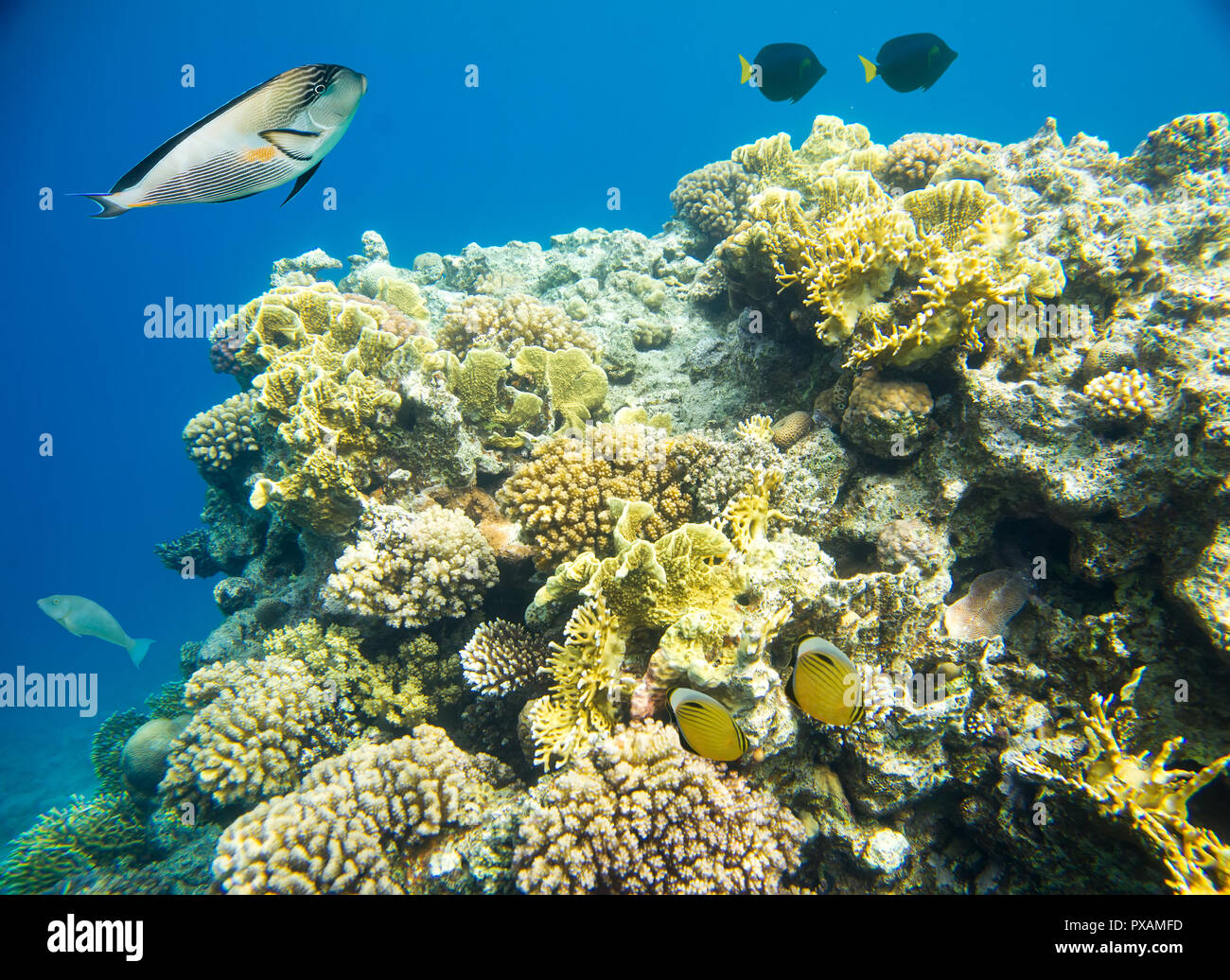 coral reef with fish of the red sea Stock Photo - Alamy