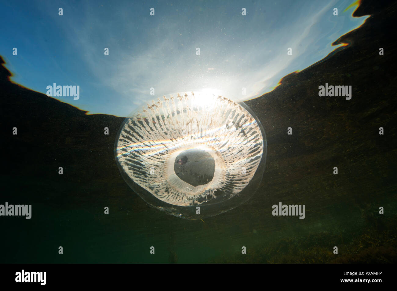 Freshwater hydra fish hi-res stock photography and images - Alamy