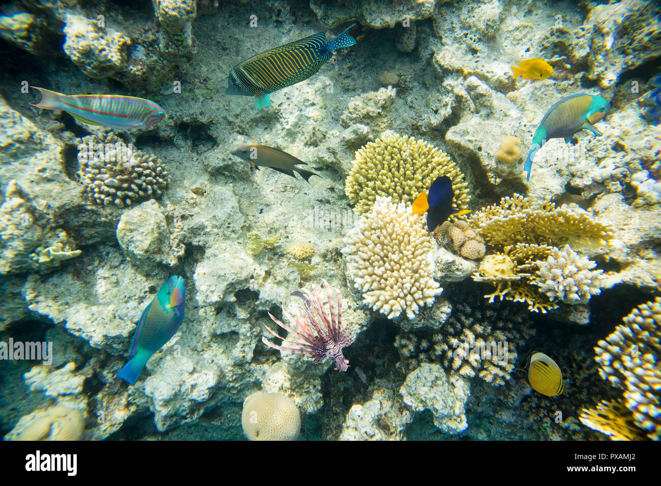 coral reef with fish of the red sea Stock Photo - Alamy