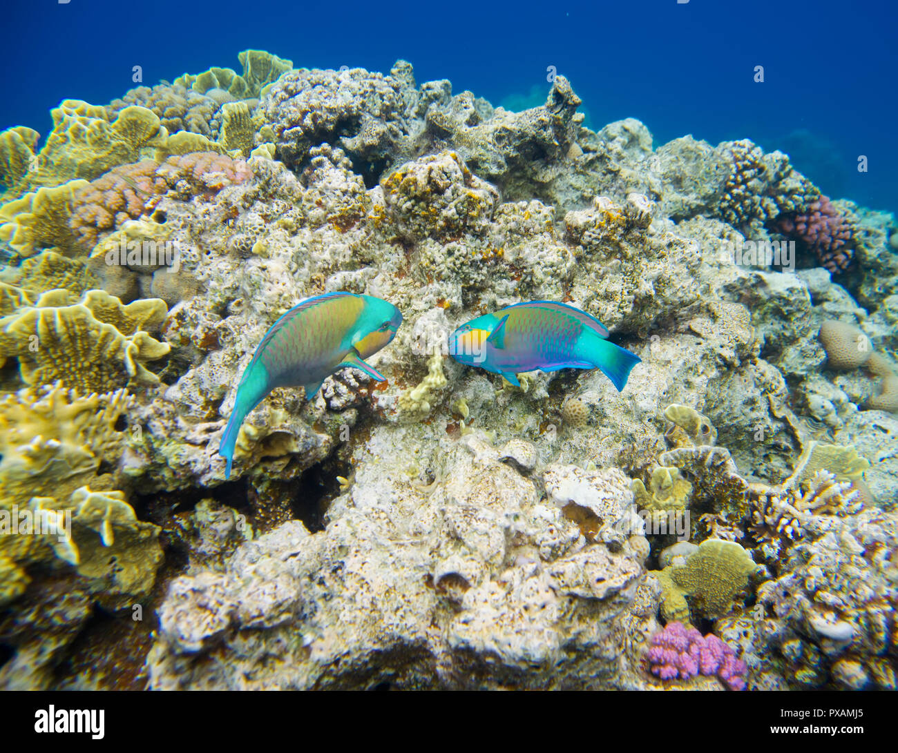 coral reef with fish of the red sea Stock Photo - Alamy