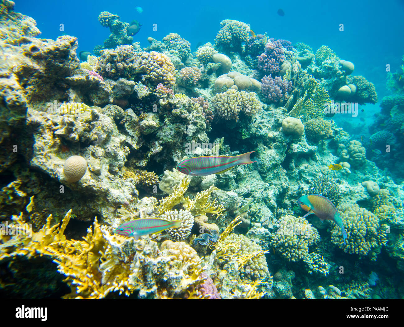 coral reef with fish of the red sea Stock Photo - Alamy
