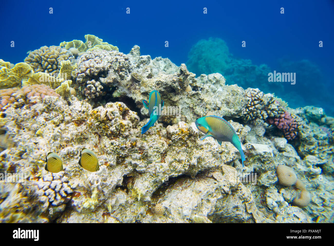 coral reef with fish of the red sea Stock Photo - Alamy