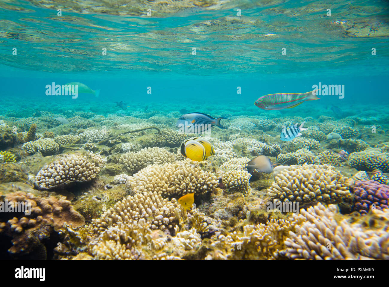 coral reef with fish of the red sea Stock Photo - Alamy