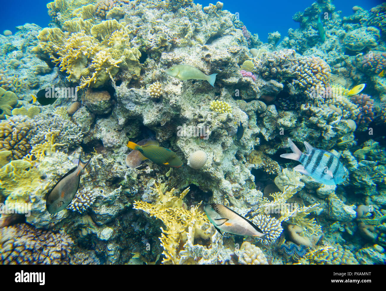 coral reef with fish of the red sea Stock Photo - Alamy