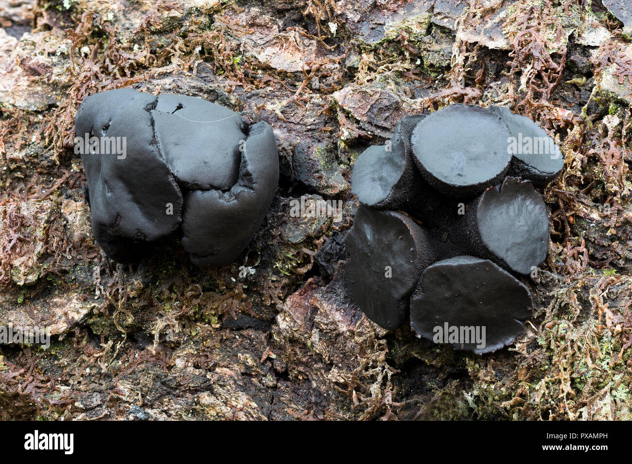 Black Bulgar fungus (Bulgaria inquinans) growing on oak branch ...