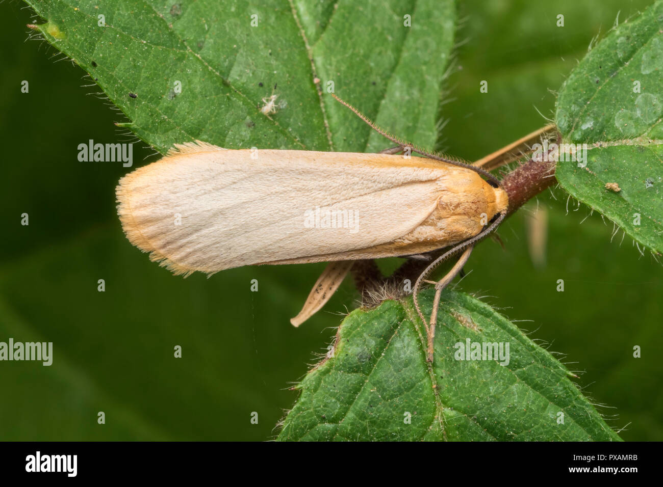Day flying moths hi-res stock photography and images - Alamy