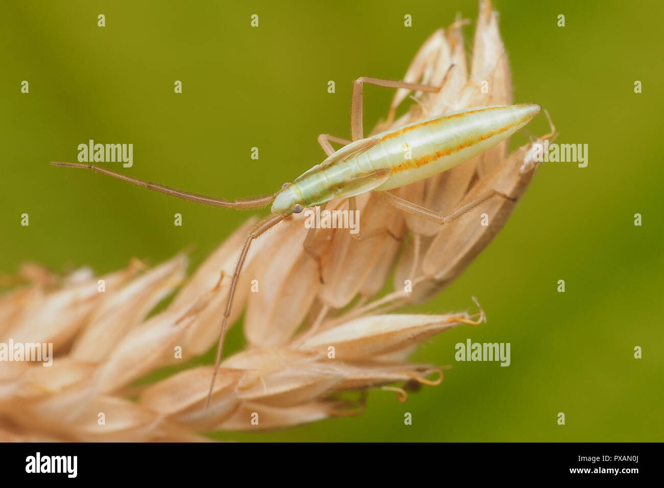 Grass Bug nymph (Stenodema laevigata) on grass. Tipperary, Ireland ...