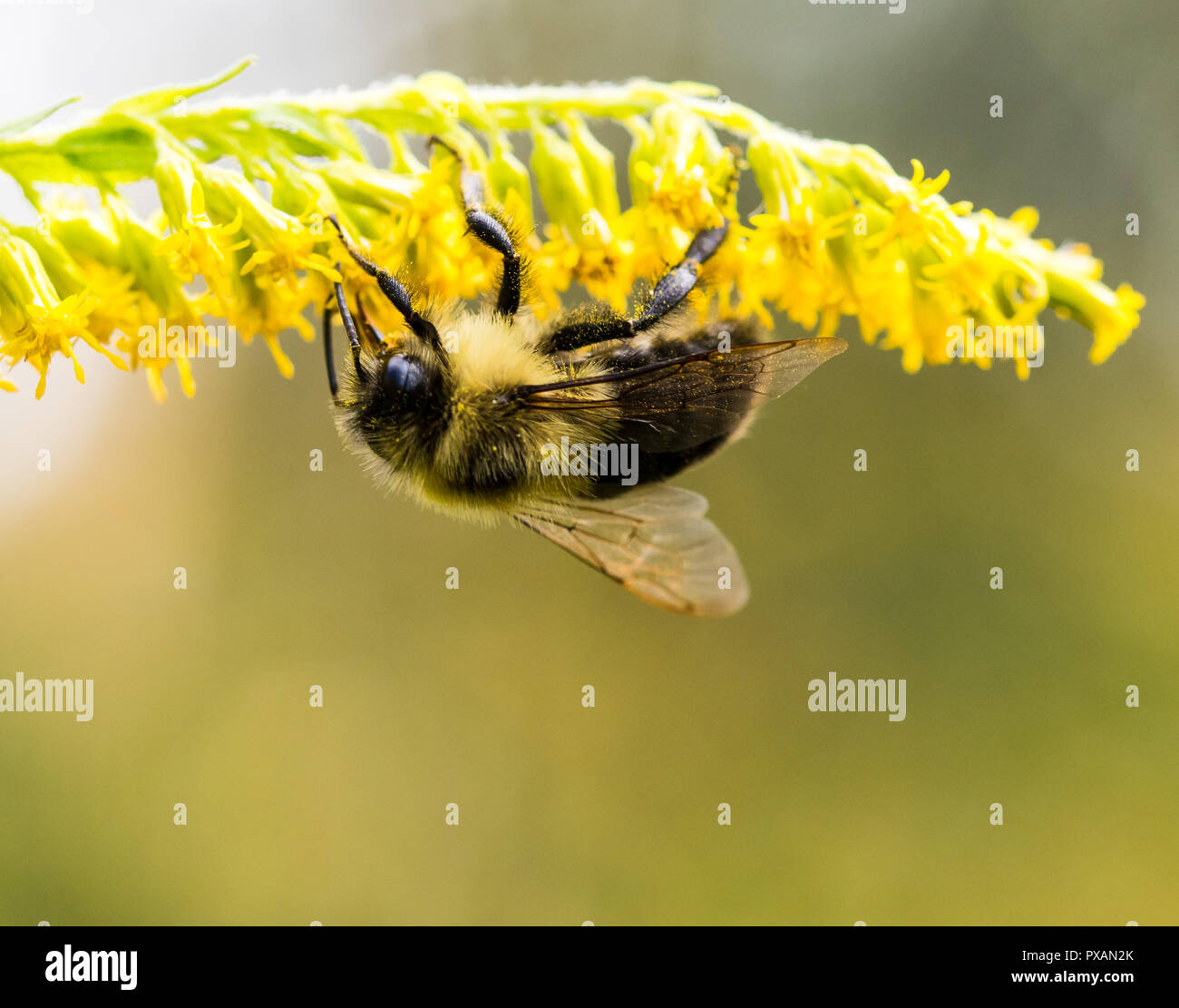 Closeup of a bumblebee collecting pollen from a flower Stock Photo - Alamy