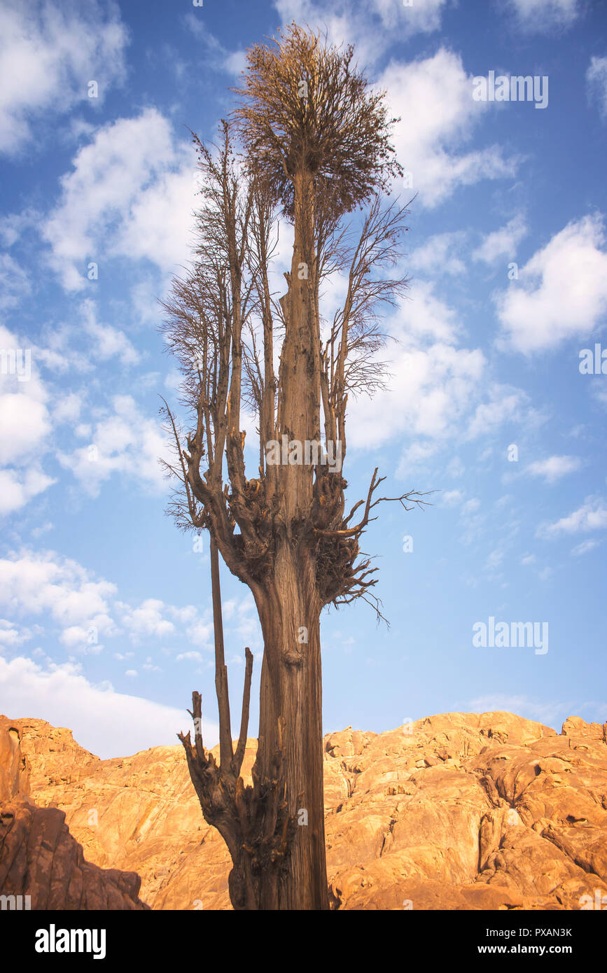 Sinai desert tree hi-res stock photography and images - Alamy