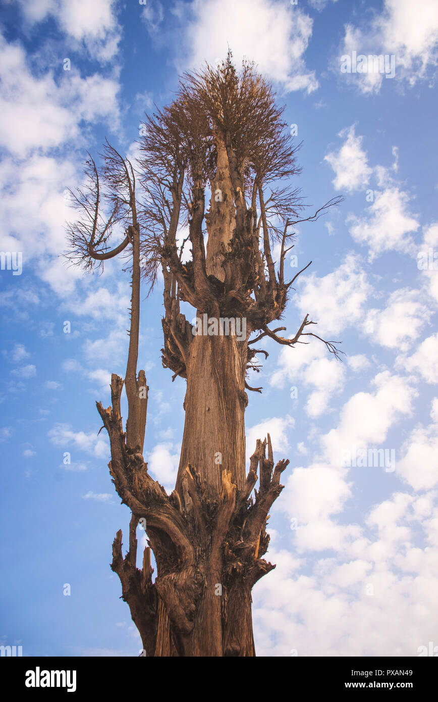 Dry tree landscape hi-res stock photography and images - Alamy