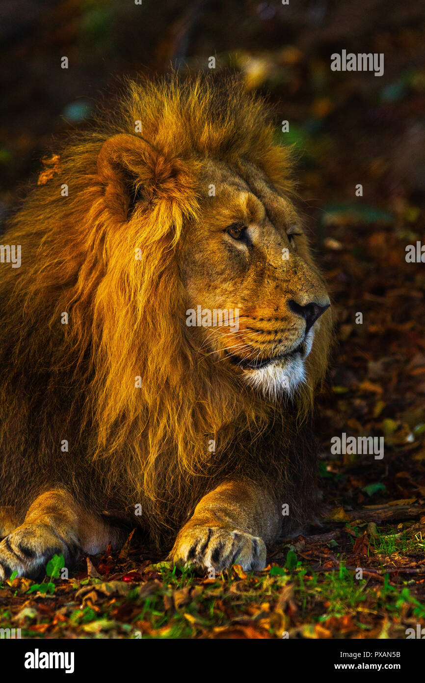 Asiatic lions chester zoo hi-res stock photography and images - Alamy