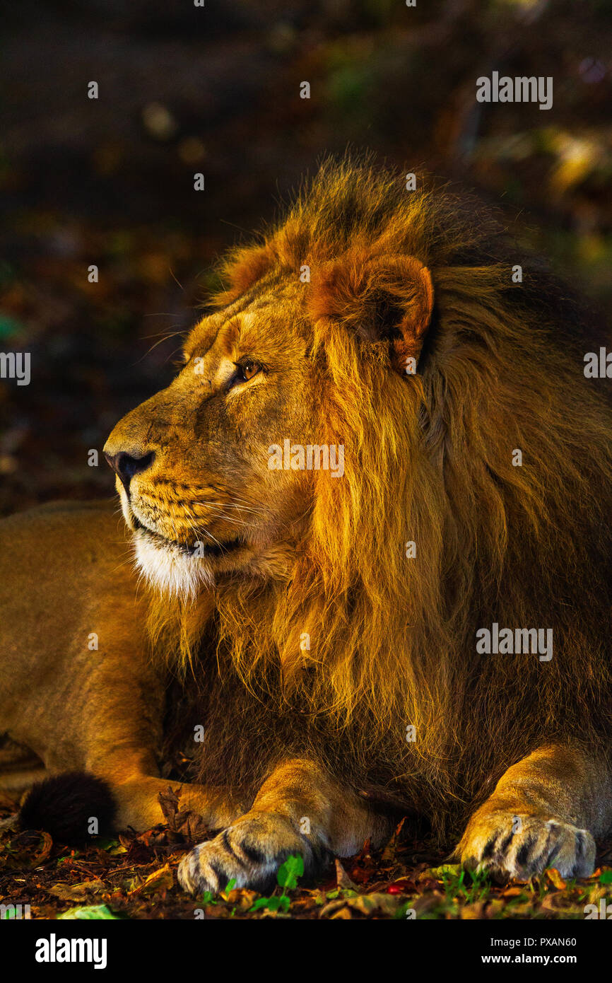 Asiatic lions chester zoo hi-res stock photography and images - Alamy