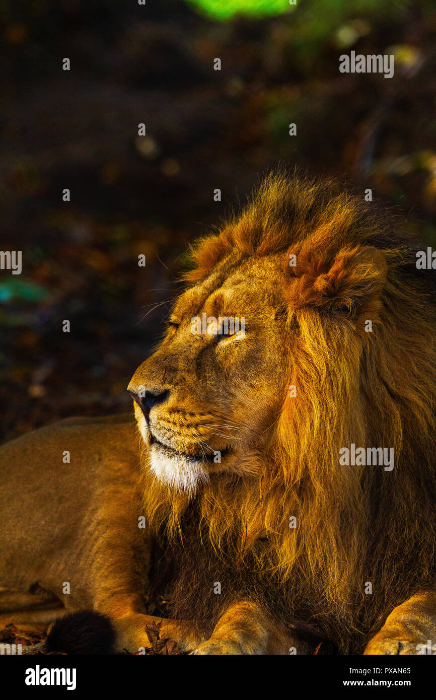 Asiatic lions chester zoo hi-res stock photography and images - Alamy