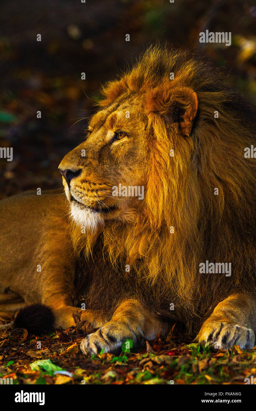 Asiatic golden cat hi-res stock photography and images - Alamy