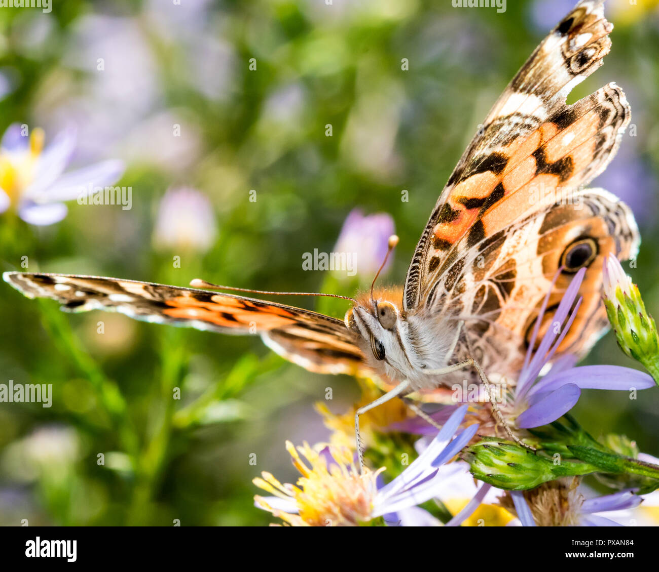 Butterfly collecting nectar from a flower Stock Photo - Alamy