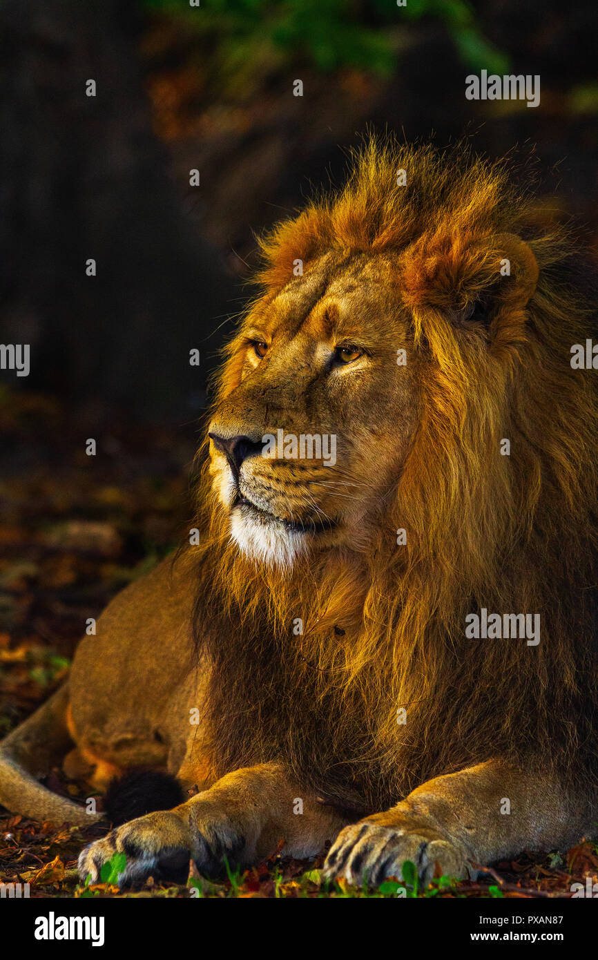 Asiatic lions chester zoo hi-res stock photography and images - Alamy