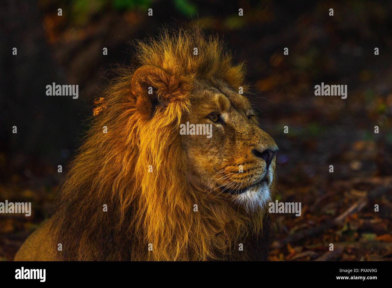 Asiatic lions chester zoo hi-res stock photography and images - Alamy