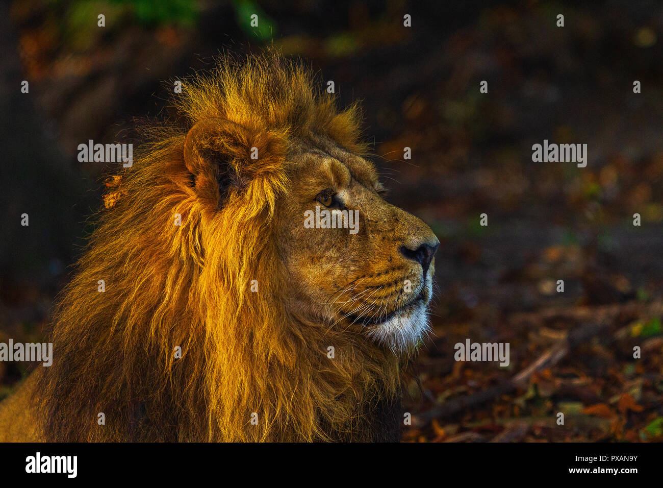 Asiatic lions chester zoo hi-res stock photography and images - Alamy